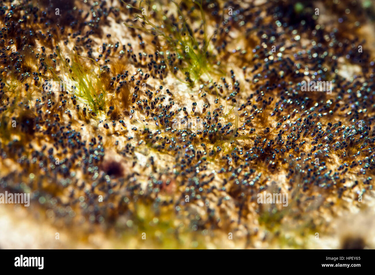 Nest of a yellowtail clownfish, larvae, young fish, Amphiprion clarkii ...