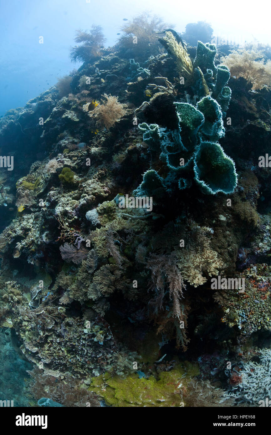Coral reef at Menjangan, Bali, Indonesia, Asia Island Stock Photo - Alamy