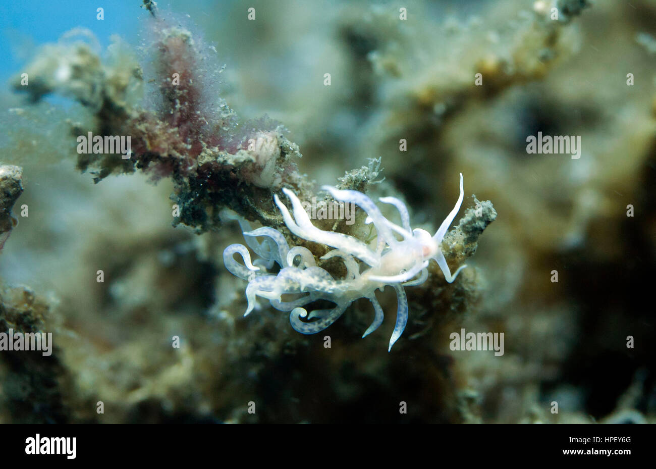 Phyllodesmium crypticum eats hydroids, Phyllodesmium crypticum, Bali ...