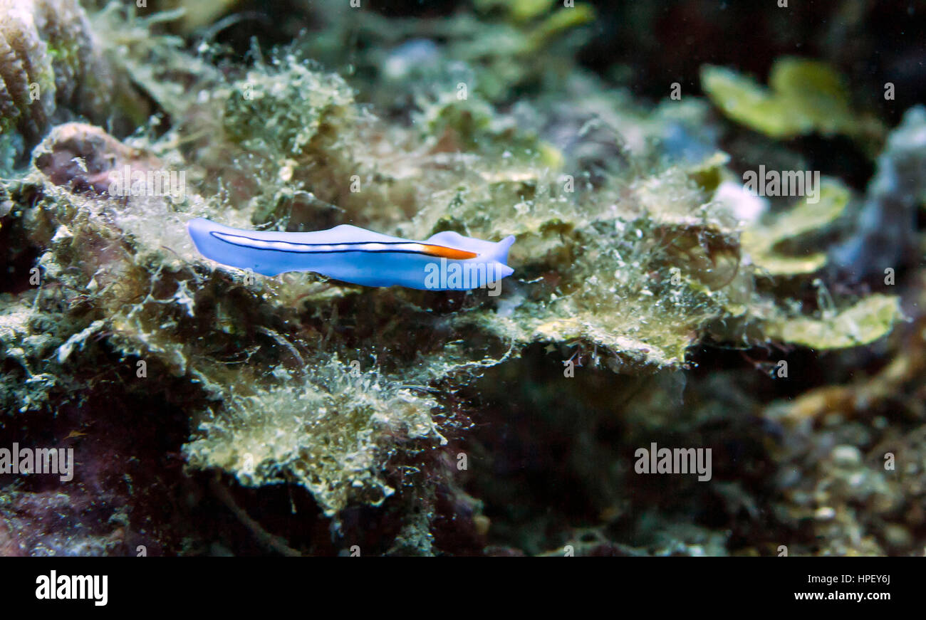 Bifurcus hi-res stock photography and images - Alamy