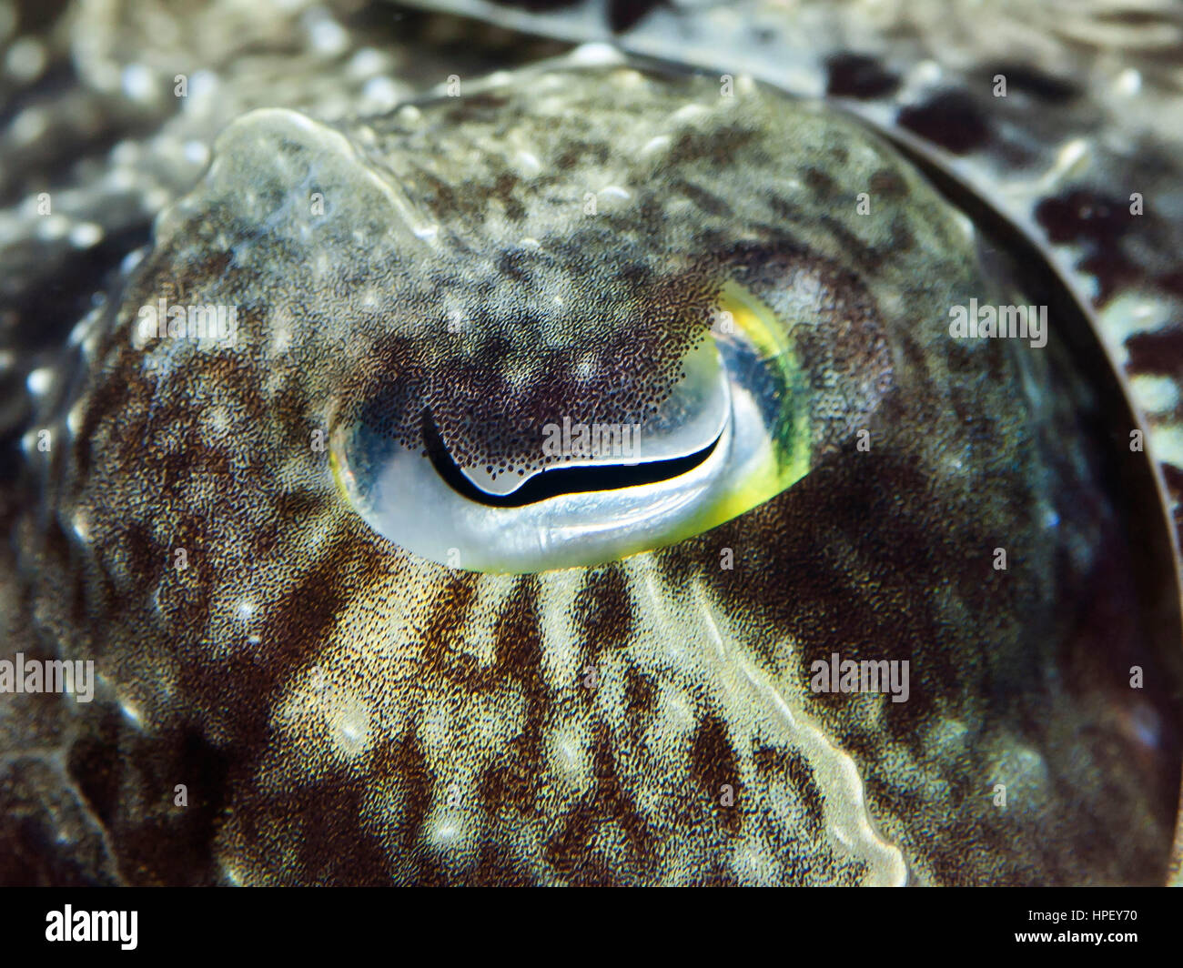 Eye of a broadclub cuttlefish, Sepia latimanus, Bali, Indonesia, Asia ...