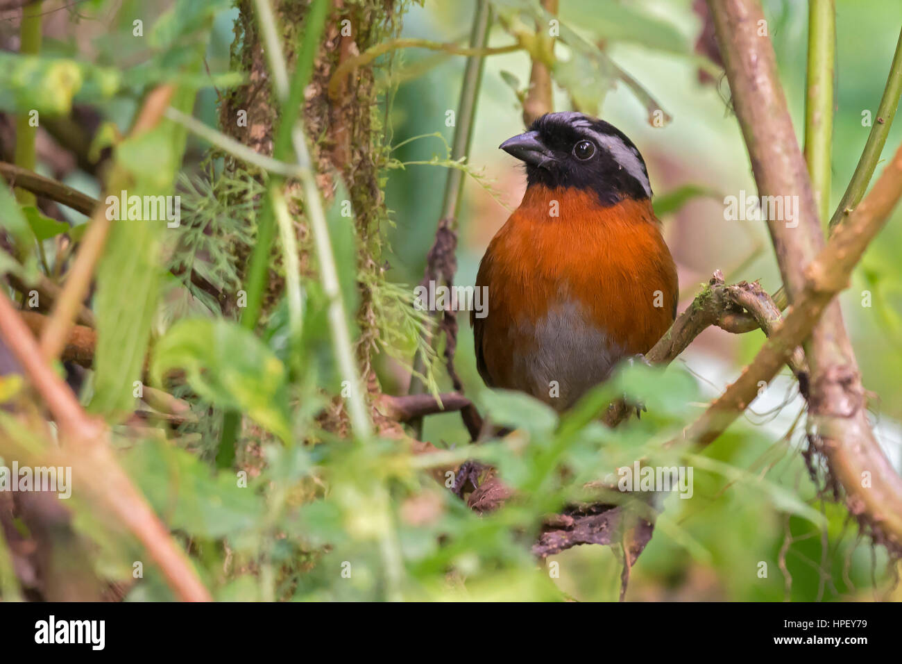 Tanager Finch (Oreothraupis arremonops), Pichincha, Ecuador Stock Photo ...