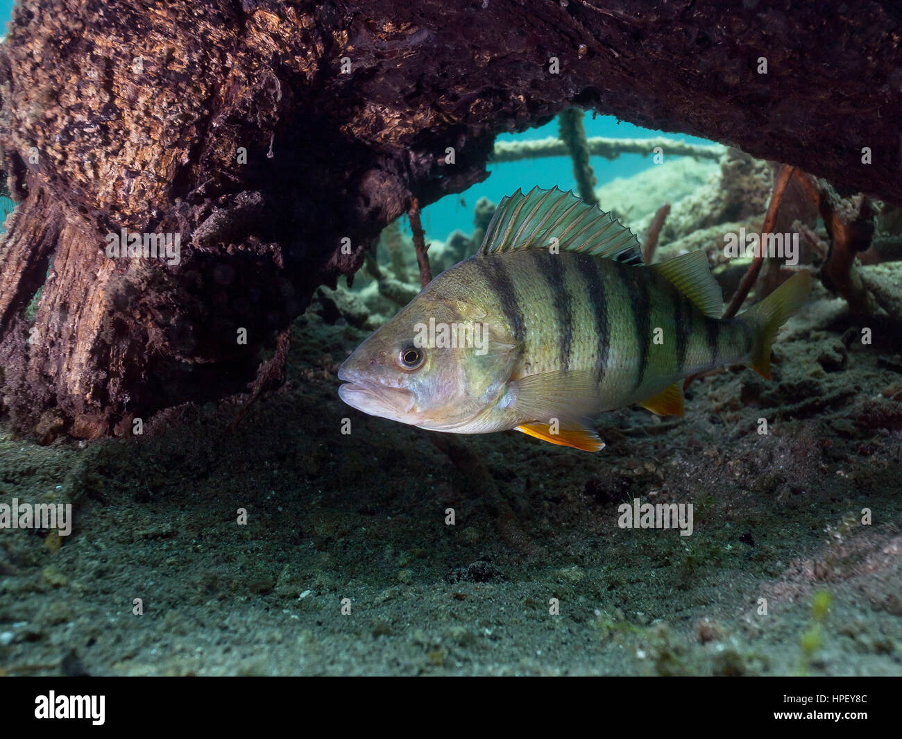 Perch Pond High Resolution Stock Photography and Images - Alamy