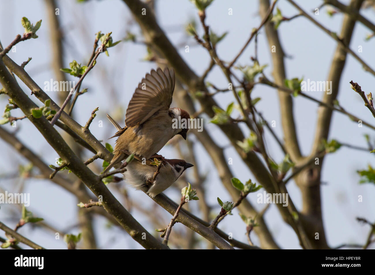 House Sparrow , mating, passer domesticus, Kolbermoor (town), Bayern ...