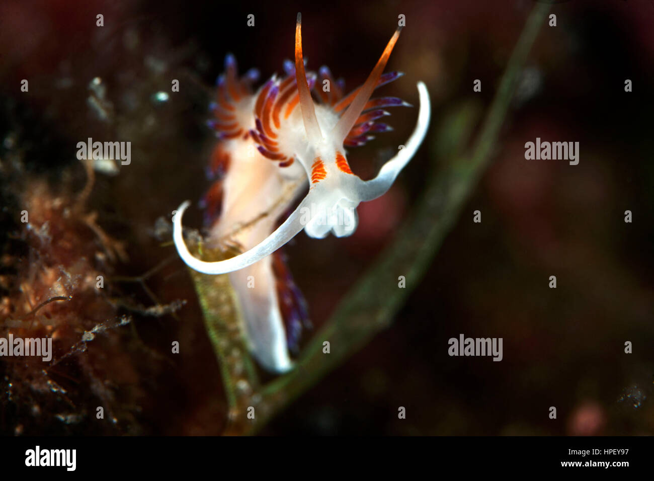 Pink mollusk hi-res stock photography and images - Alamy