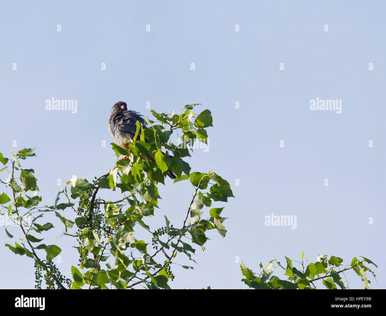 male Red-footed falcon, Falco vespertinus, Munich, Bavaria, Germany ...