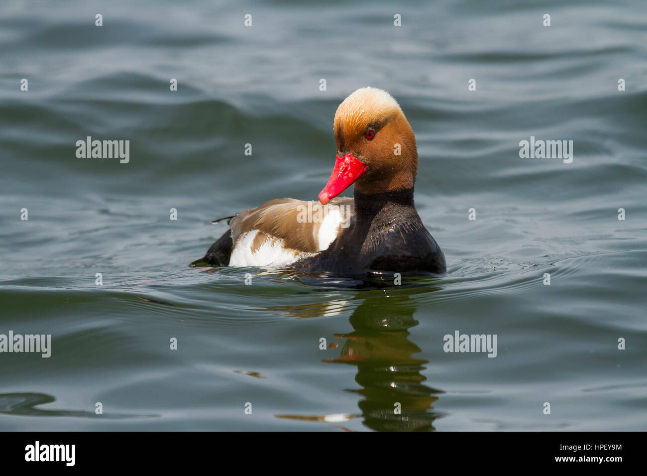 male red-crested duck, Netta rufina, Lake Chiemsee, Bavaria, Germany ...