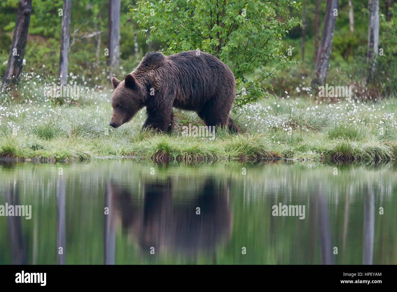 North karelia finland border hi-res stock photography and images - Alamy