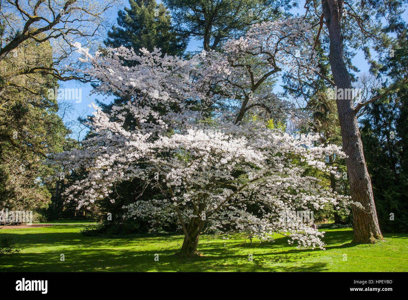 Prunus avium on mainau island hi-res stock photography and images - Alamy