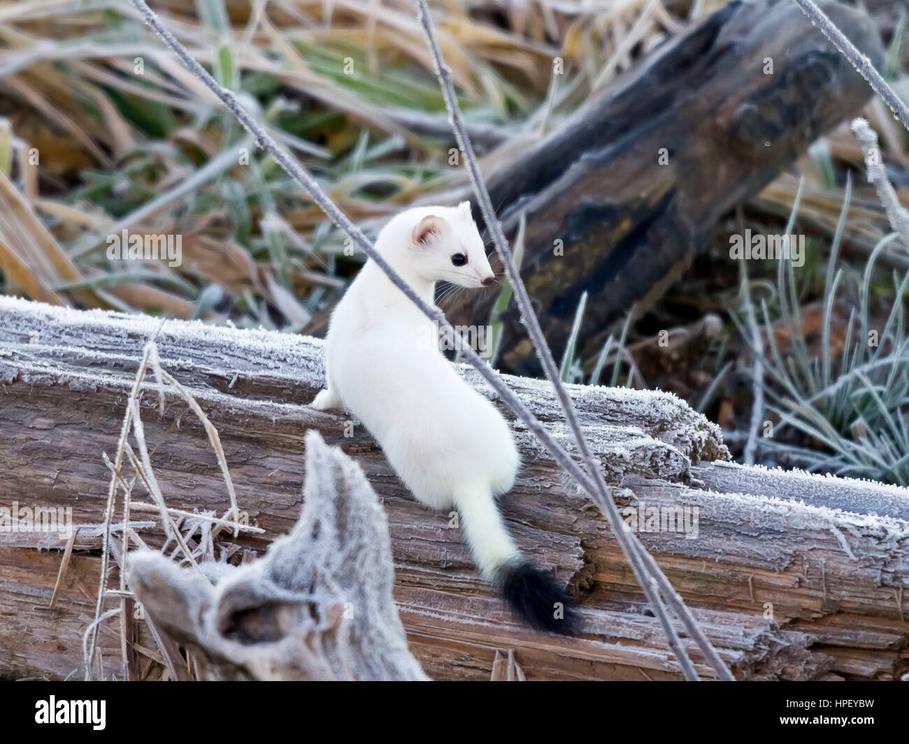 Short tailed weasels hi-res stock photography and images - Alamy
