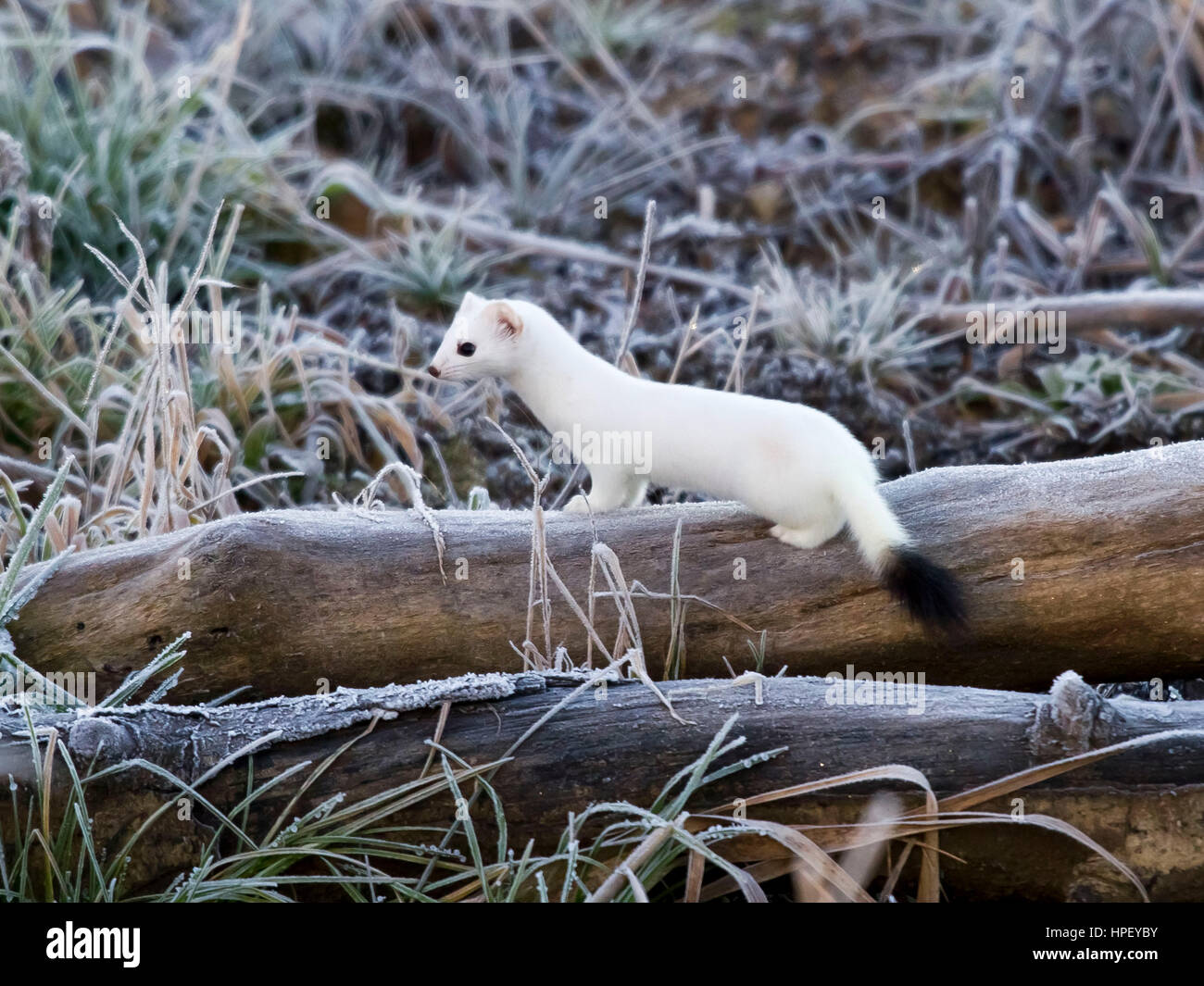 Short Tailed Weasels High Resolution Stock Photography and Images - Alamy