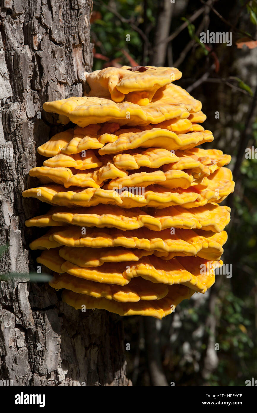 giant polypore, Meripilus giganteus, Lake Chiemsee, Bavaria, Germany ...