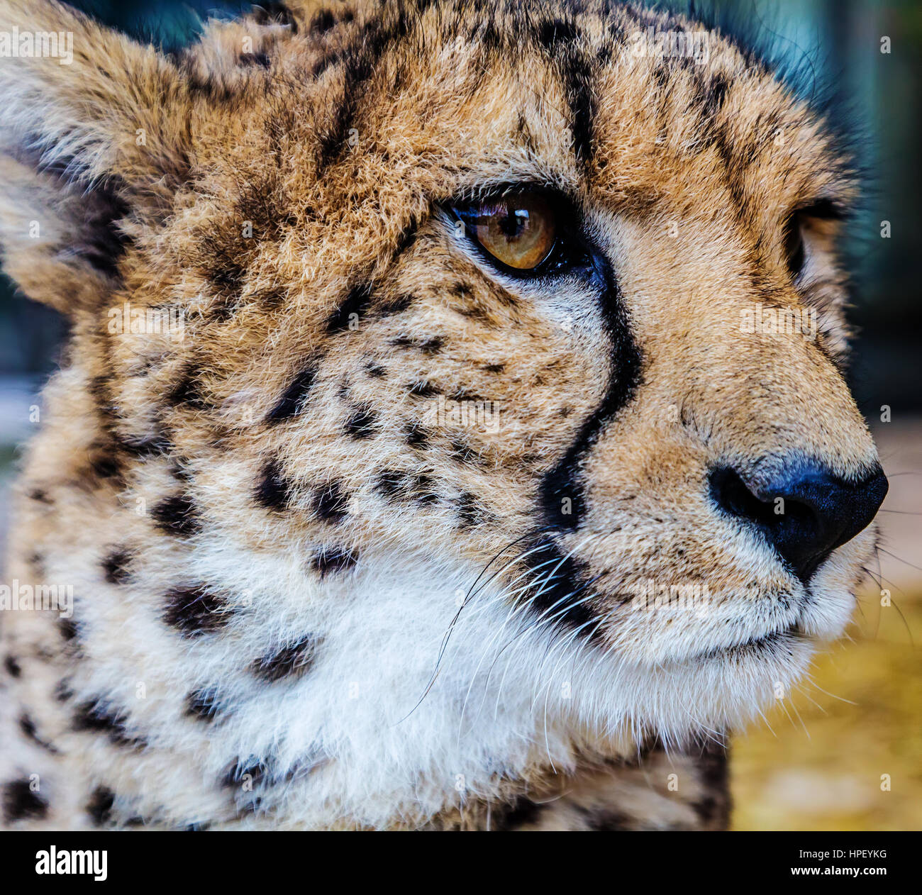 Cheetah head hi-res stock photography and images - Alamy