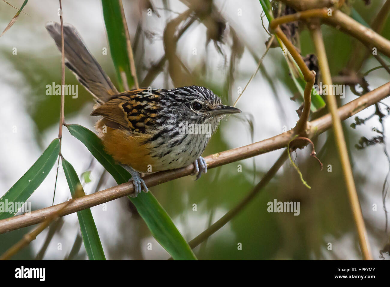 Streak headed antbird hi-res stock photography and images - Alamy