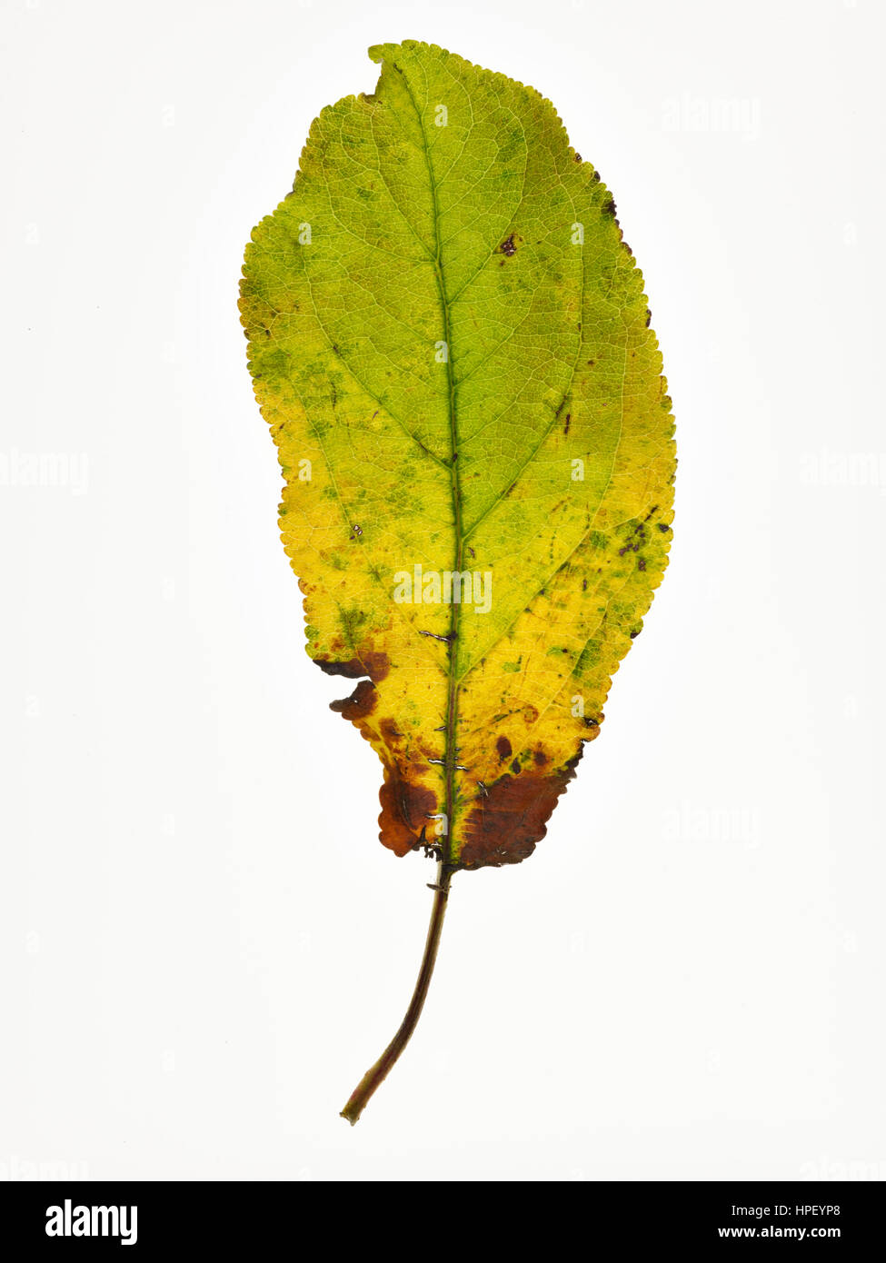 Dried out tree in hi-res stock photography and images - Alamy