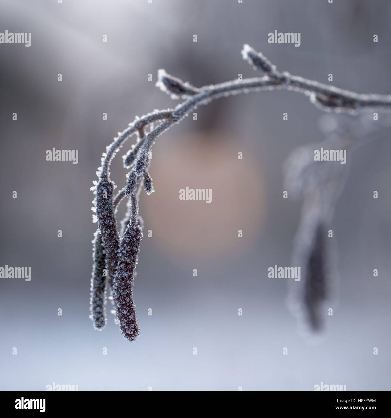4 Season winter,alder,alnus serrulata,alone,beautiful,beauty of nature ...