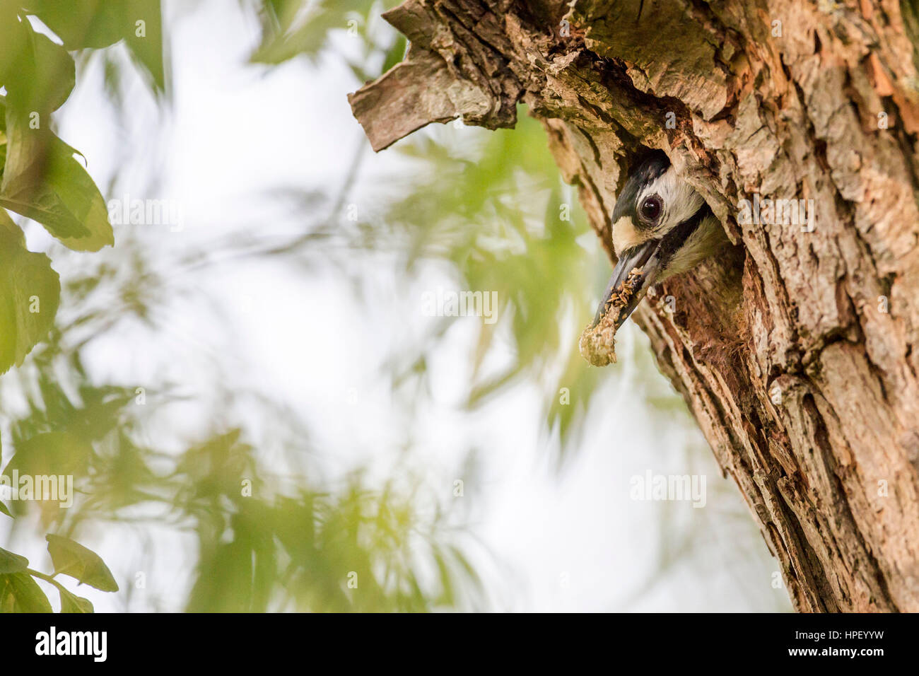 Spotted woodpecker, Dendrocopos major, at breeding burrow, head Stock ...