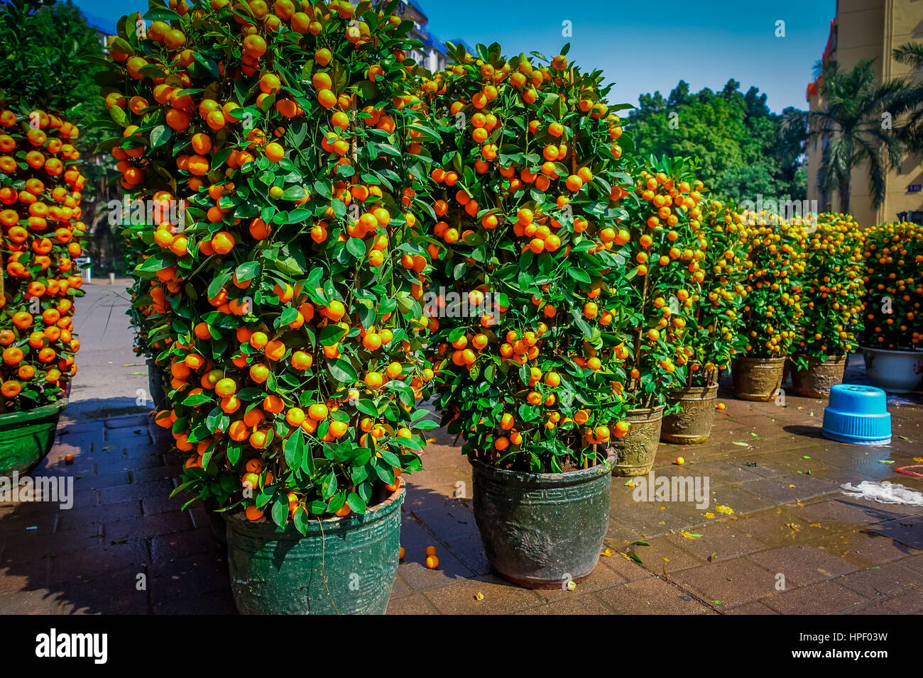 SHENZEN, CHINA - 29 JANUARY, 2017: Many mandarin bushes lined up in ...