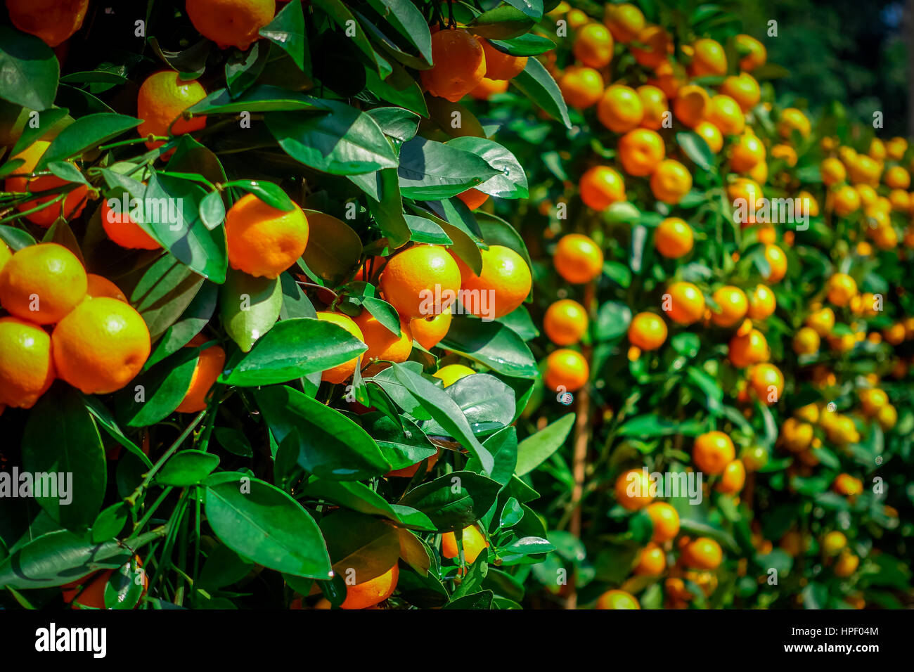 SHENZEN, CHINA - 29 JANUARY, 2017: Close up beautiful mandarin bushes ...