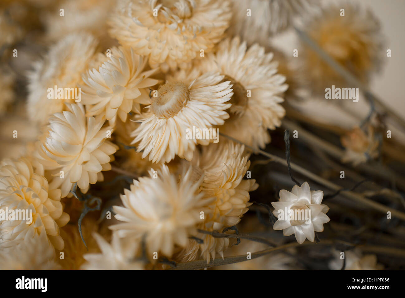 Colorless plant hi-res stock photography and images - Alamy