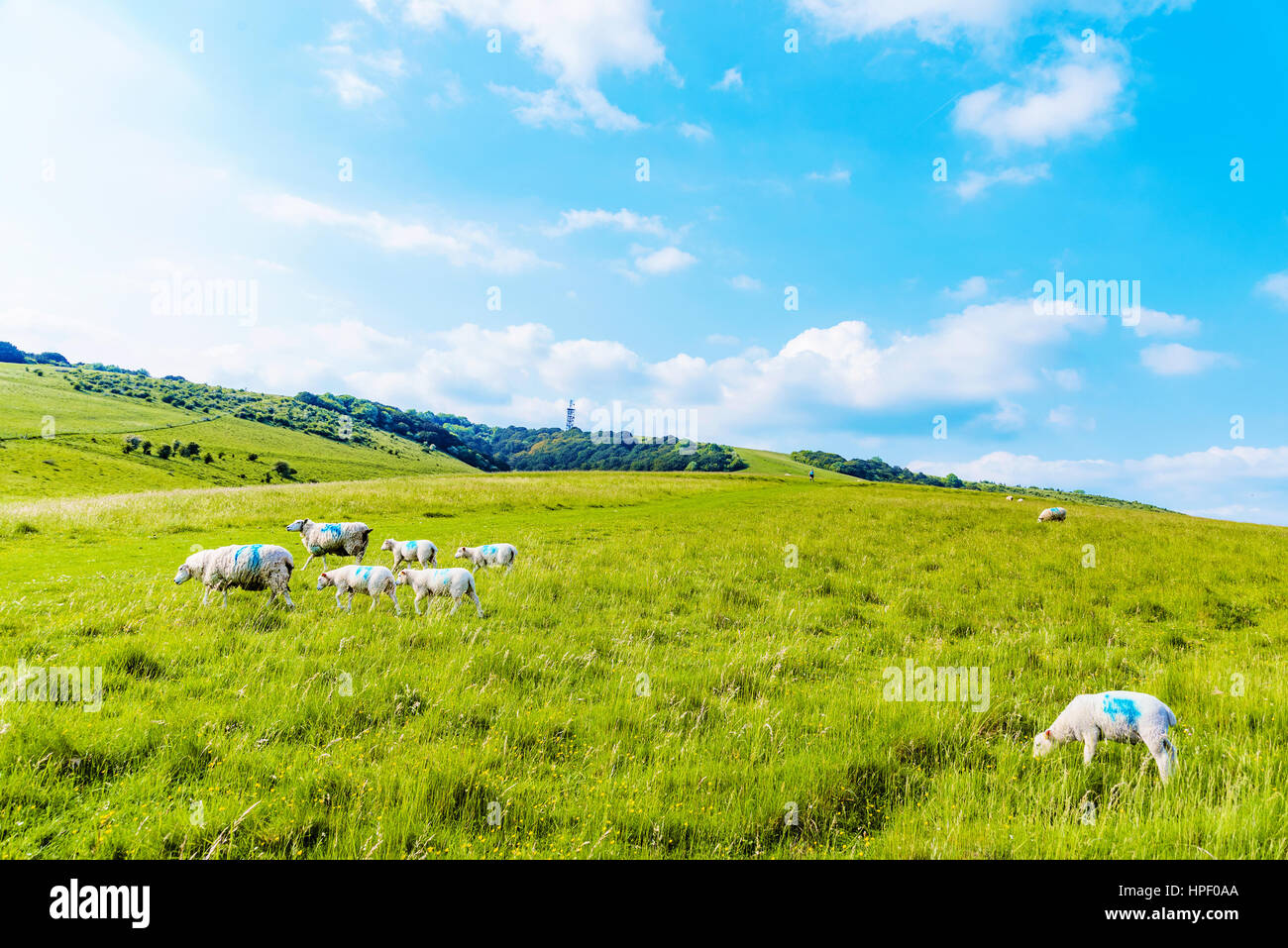 Heard of sheep in the countryside landscape Stock Photo - Alamy