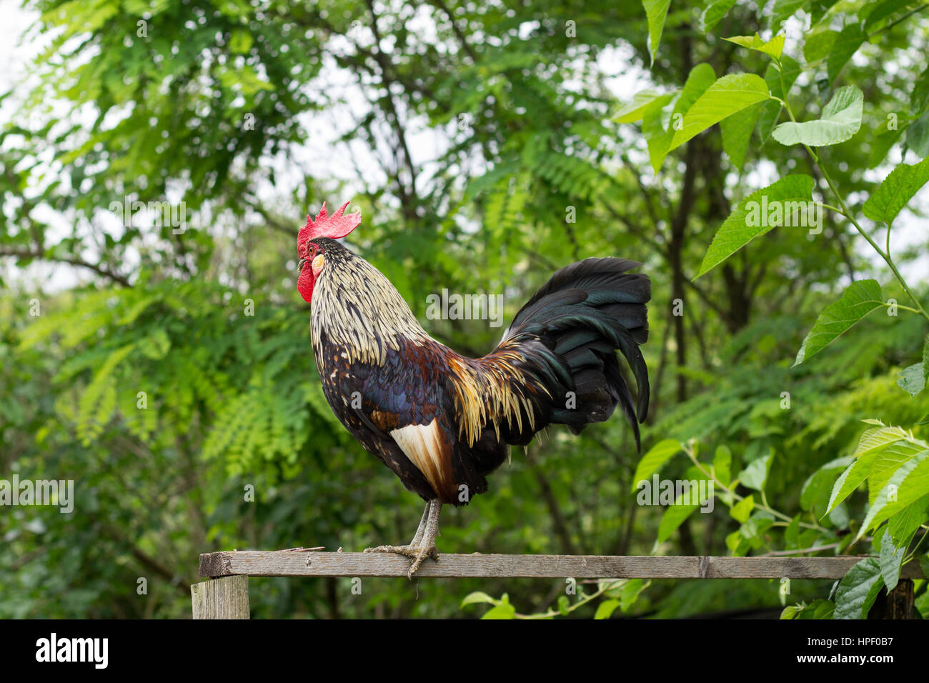 Rooster on the Fence Stock Photo - Alamy