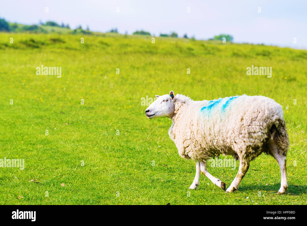 Large sheep with grassland in the background Stock Photo - Alamy