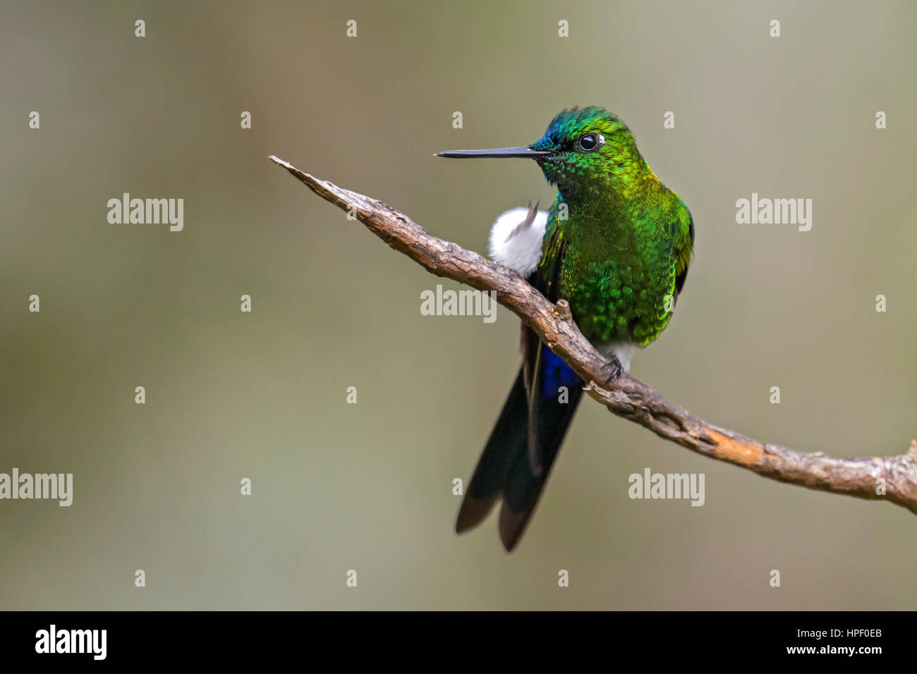 Sapphire-vented Puffleg (Eriocnemis luciani), reserva Yanacocha ...