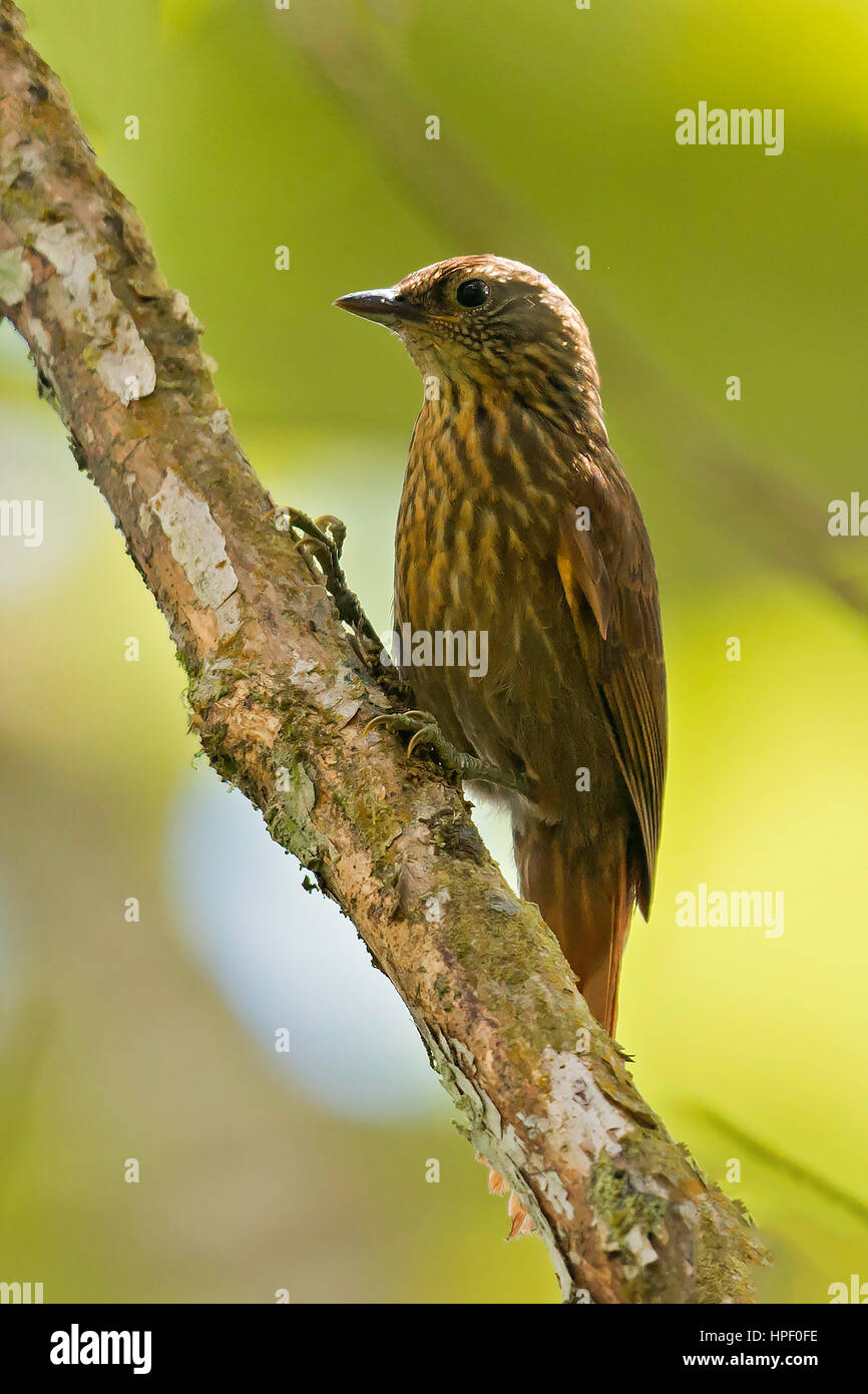 Felidia hi-res stock photography and images - Alamy