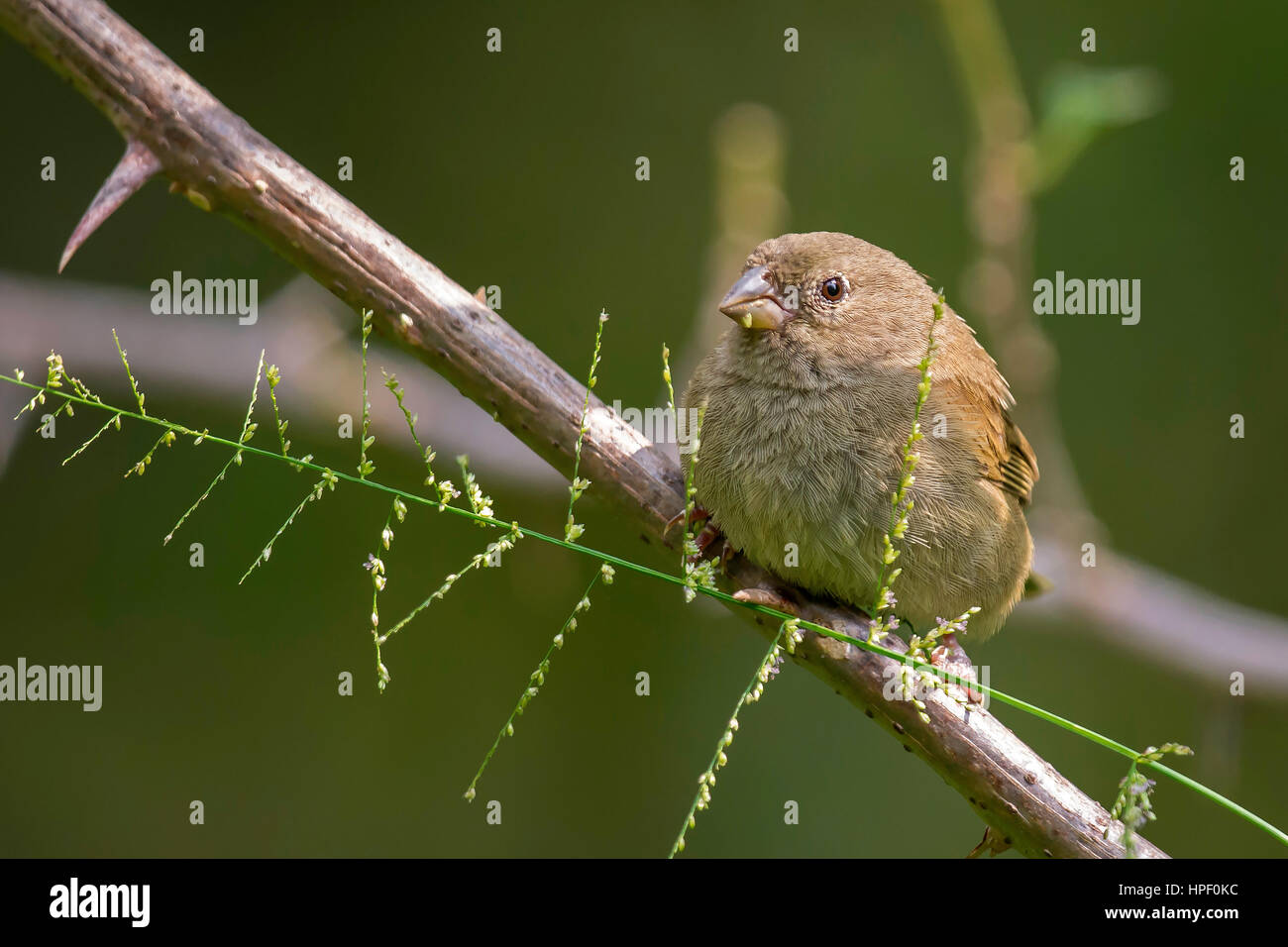 Dull colored hi-res stock photography and images - Alamy