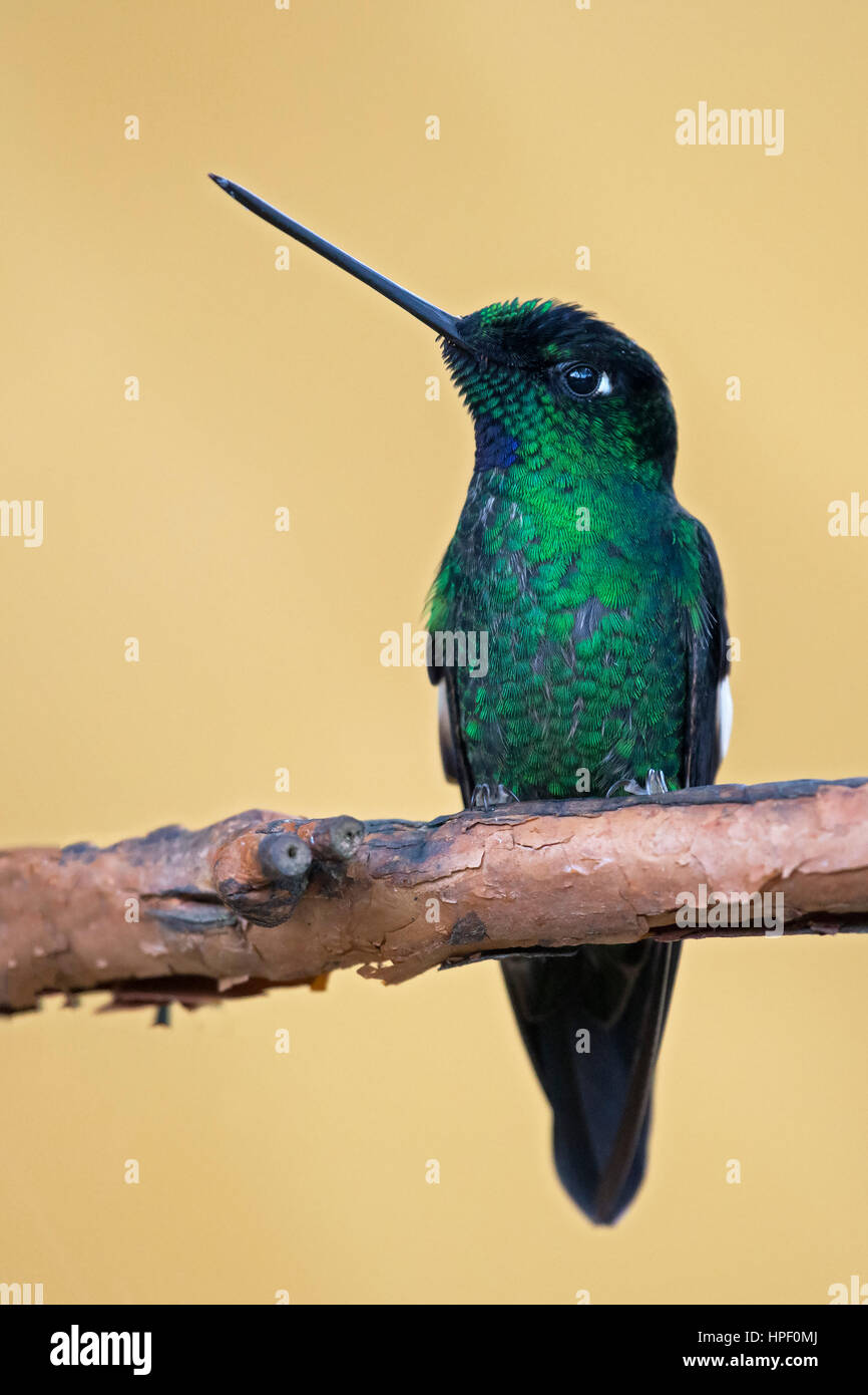 Buff-winged Starfrontlet (Coeligena lutetiae) male, PNN Los Nevados ...