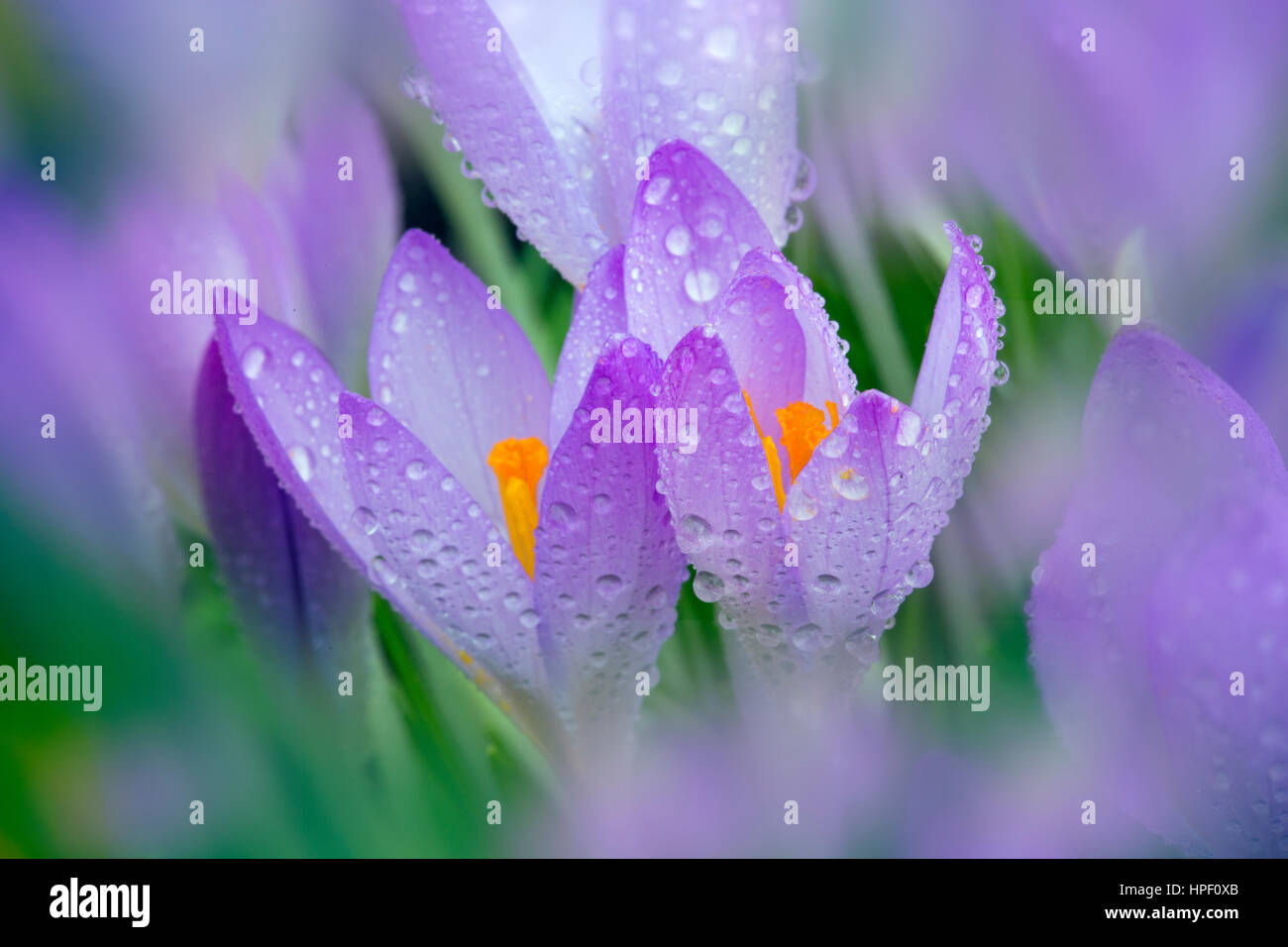 Spring Crocus in early morning dew Stock Photo - Alamy