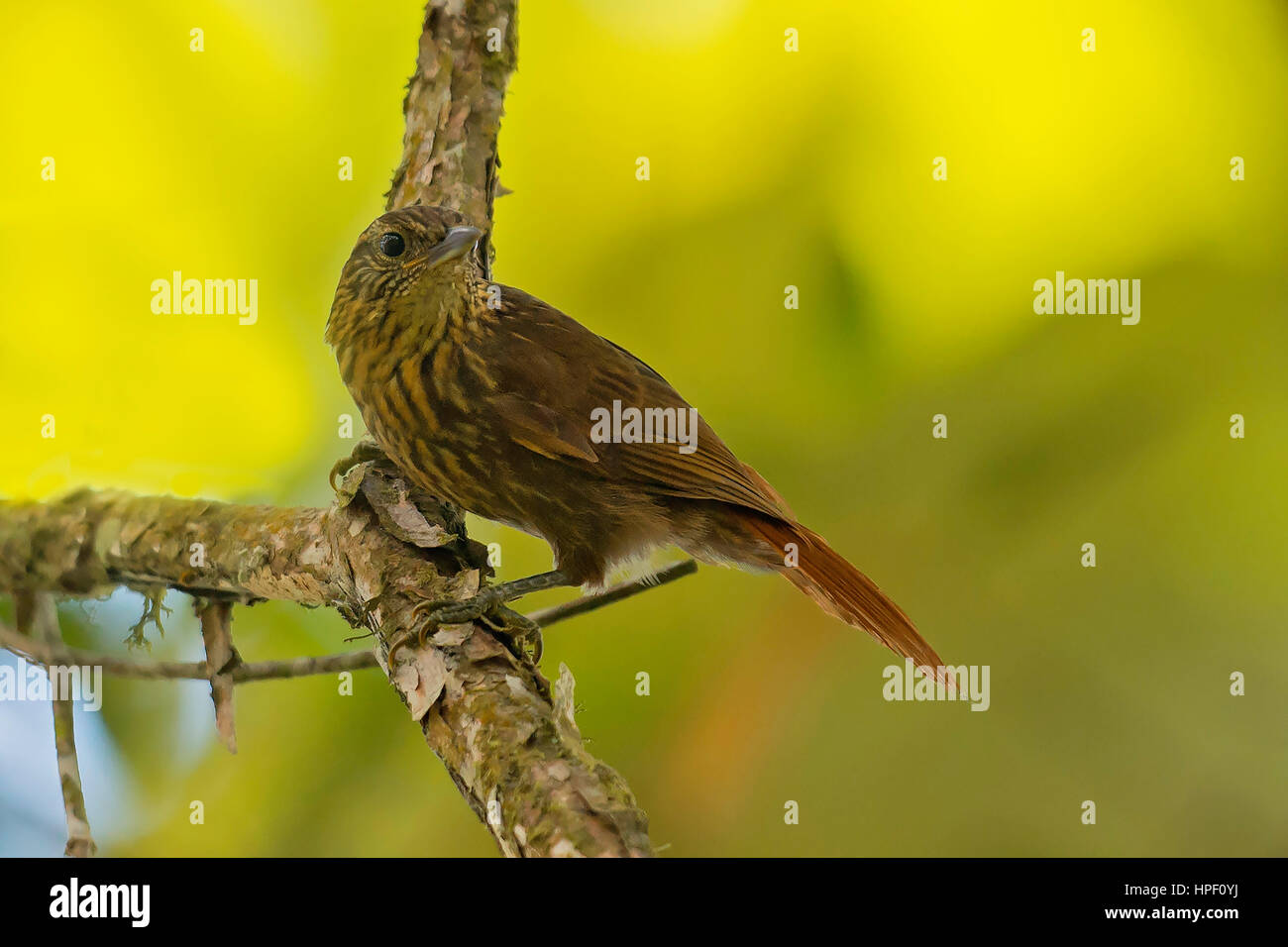 Felidia hi-res stock photography and images - Alamy