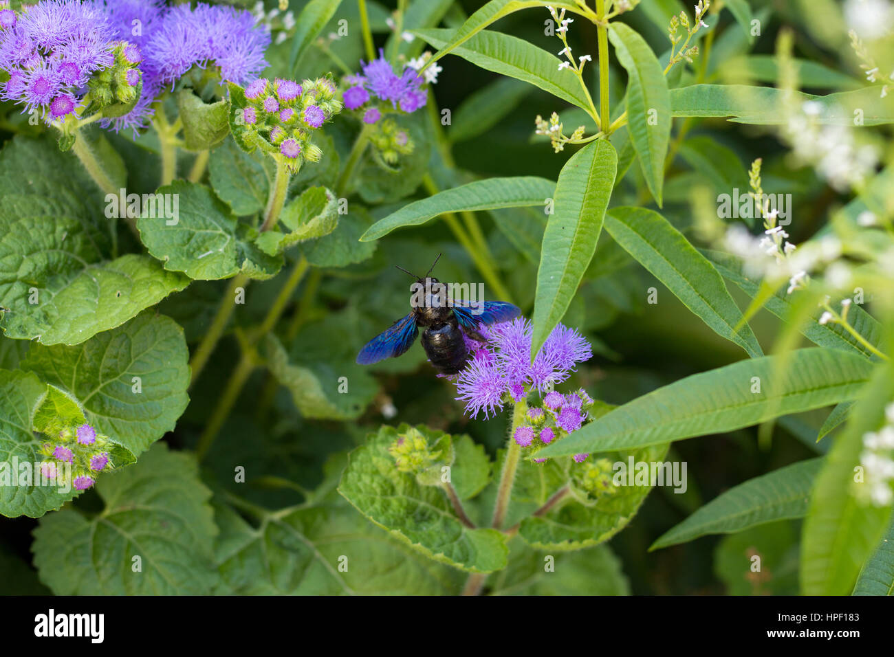 Moth on Violet Flowers Stock Photo - Alamy