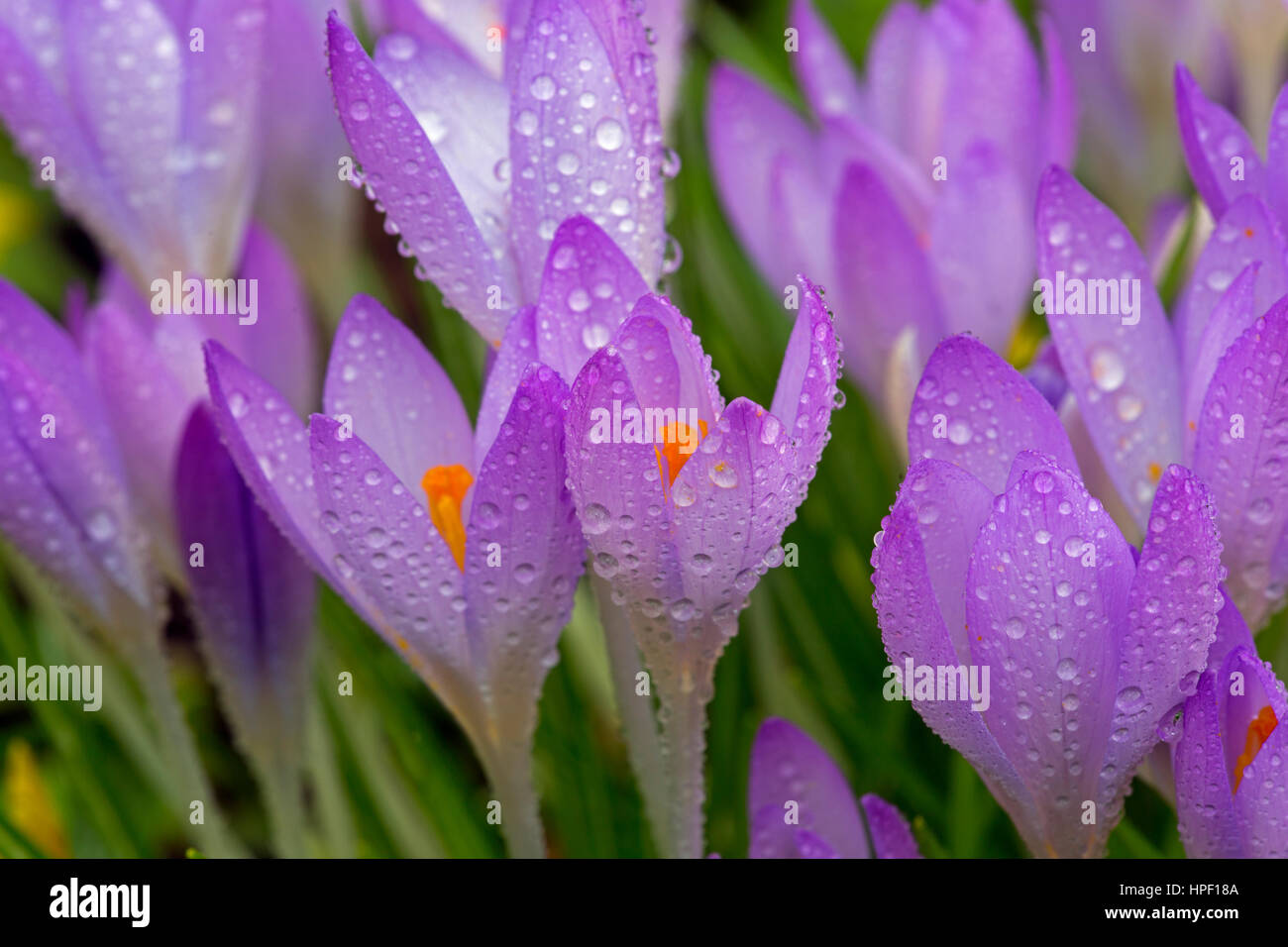 Dew border hi-res stock photography and images - Alamy