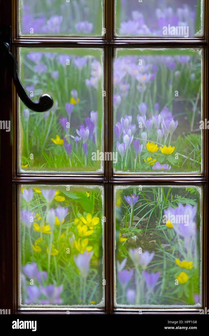 Spring Crocus view through cottage window Stock Photo - Alamy