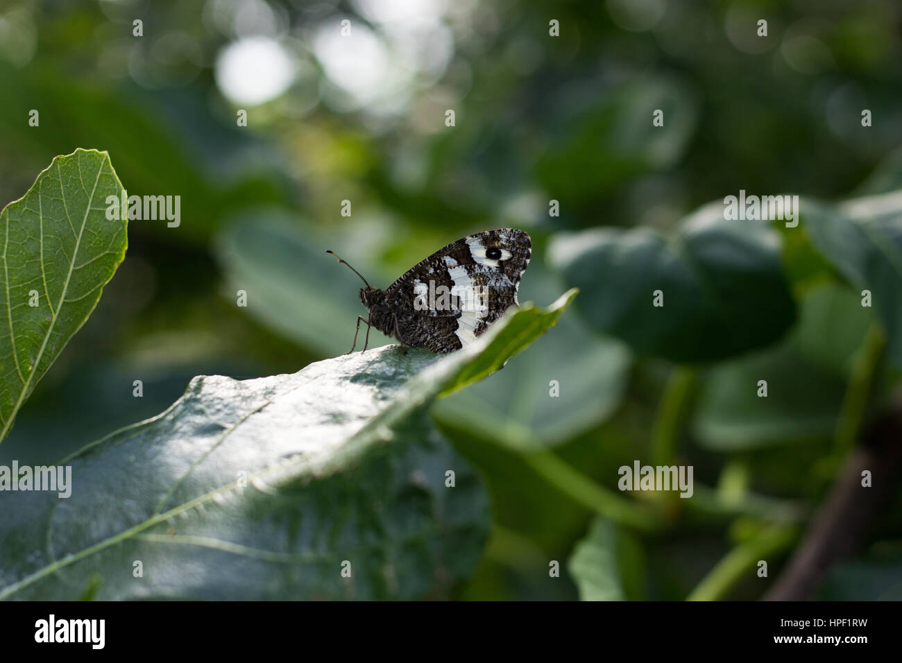 Butterfly on Leaves Stock Photo - Alamy