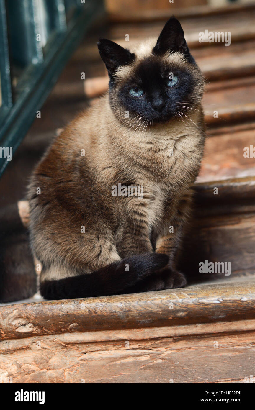 A beautiful Siamese cat, with superb blue eyes Stock Photo - Alamy