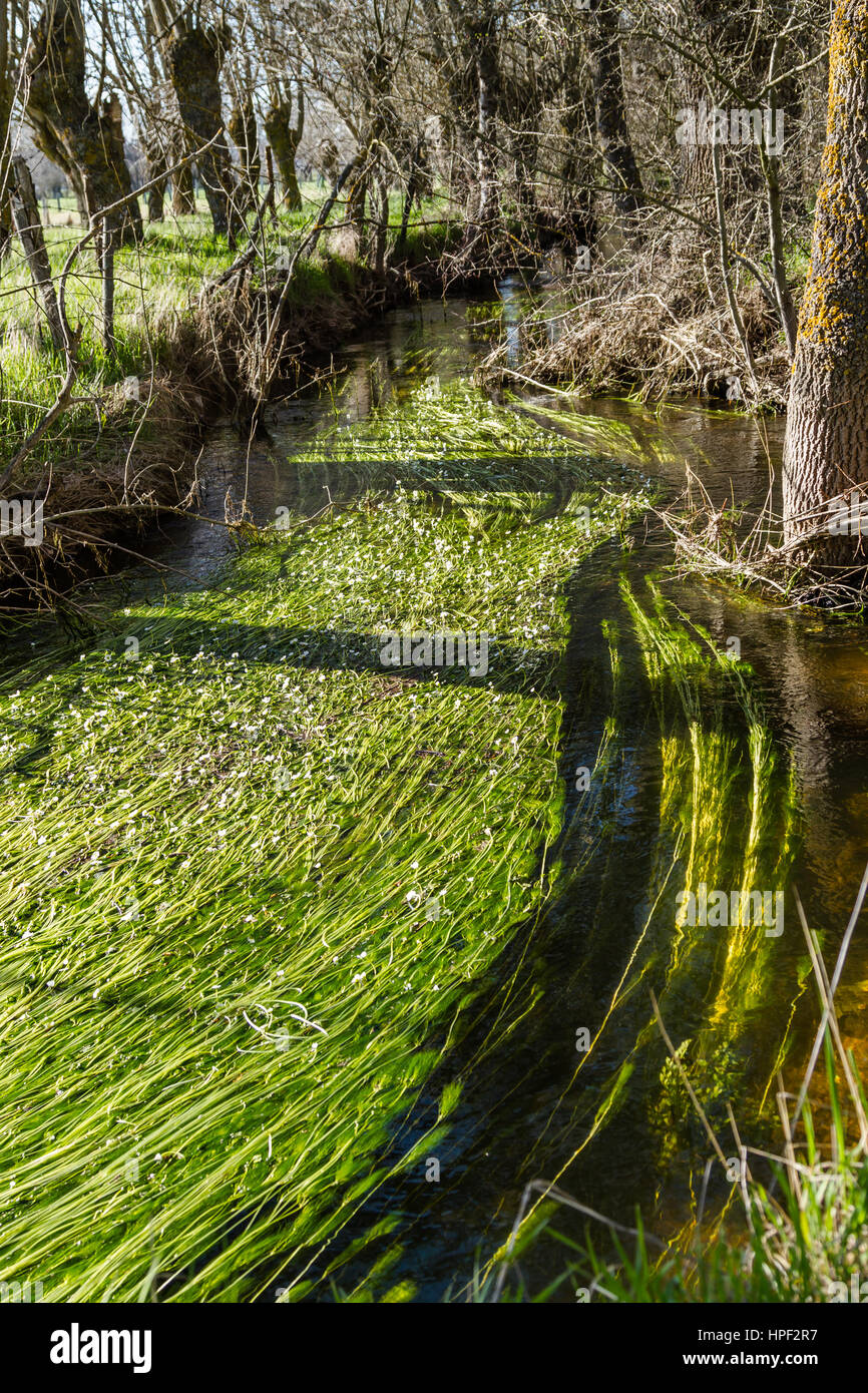 group of algae blooms in a small river Stock Photo - Alamy