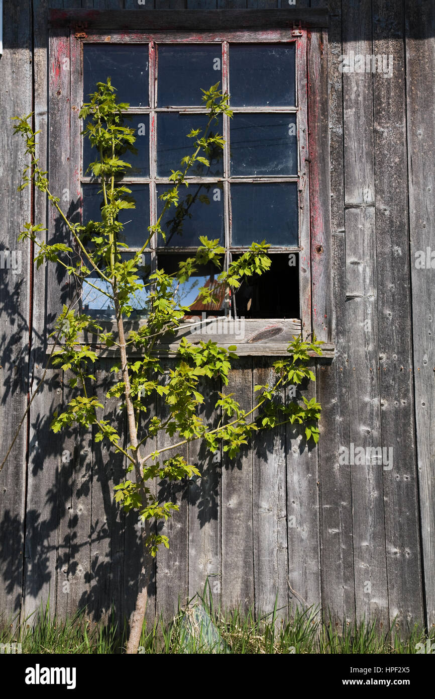 Grey barns hi-res stock photography and images - Alamy