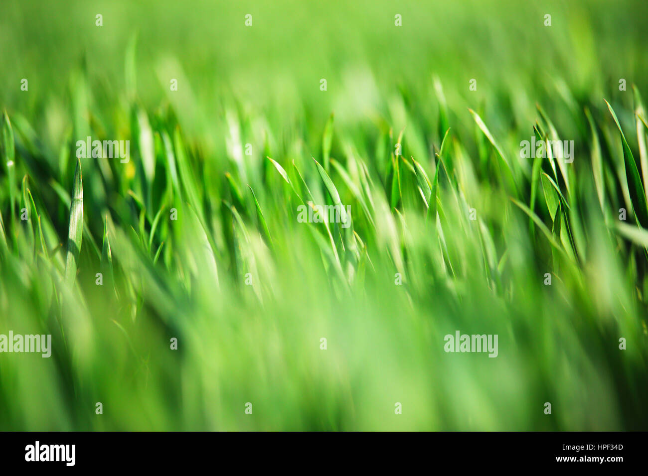 Green texture background hi-res stock photography and images - Alamy