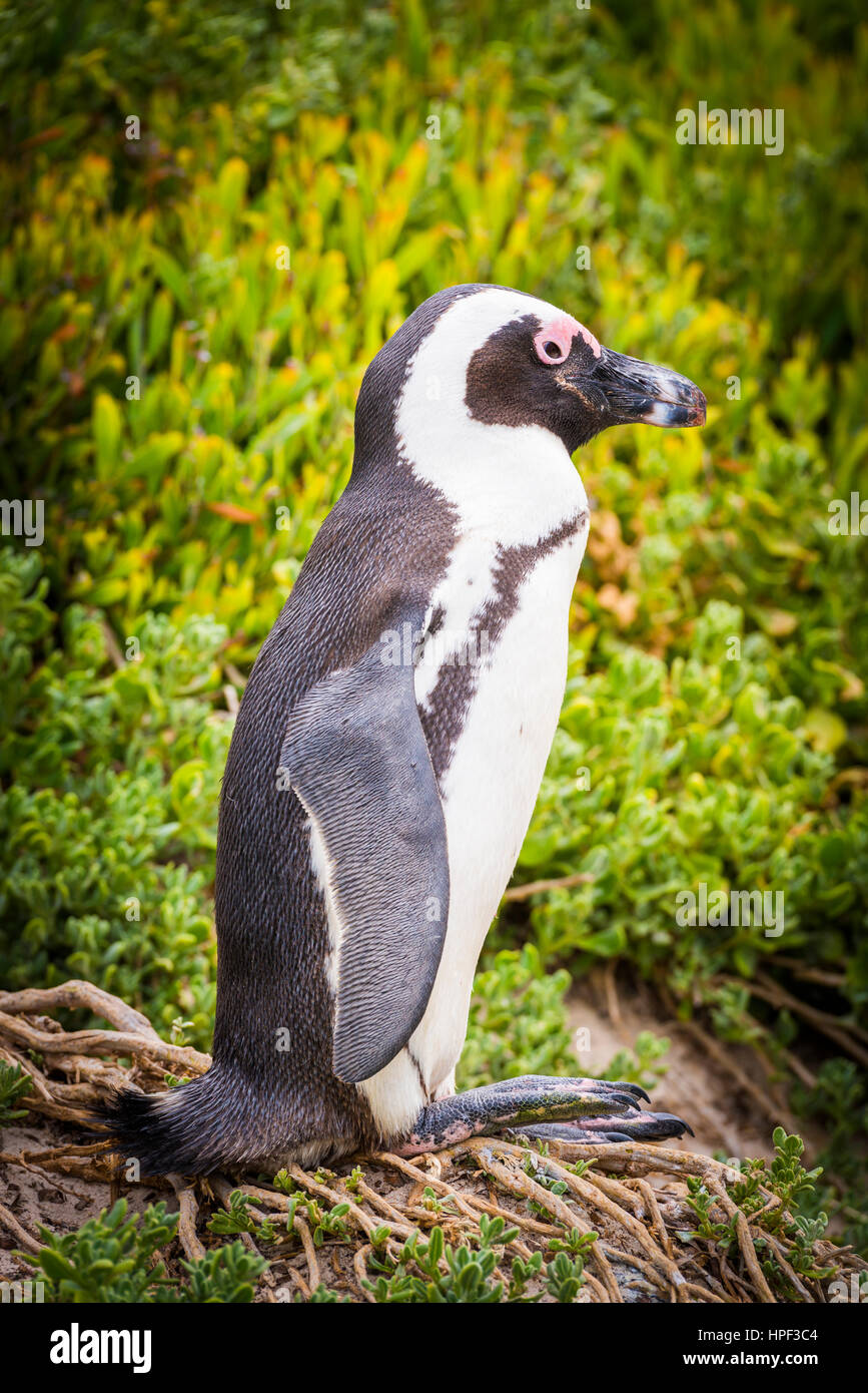 Penguins in their natural environment hi-res stock photography and ...