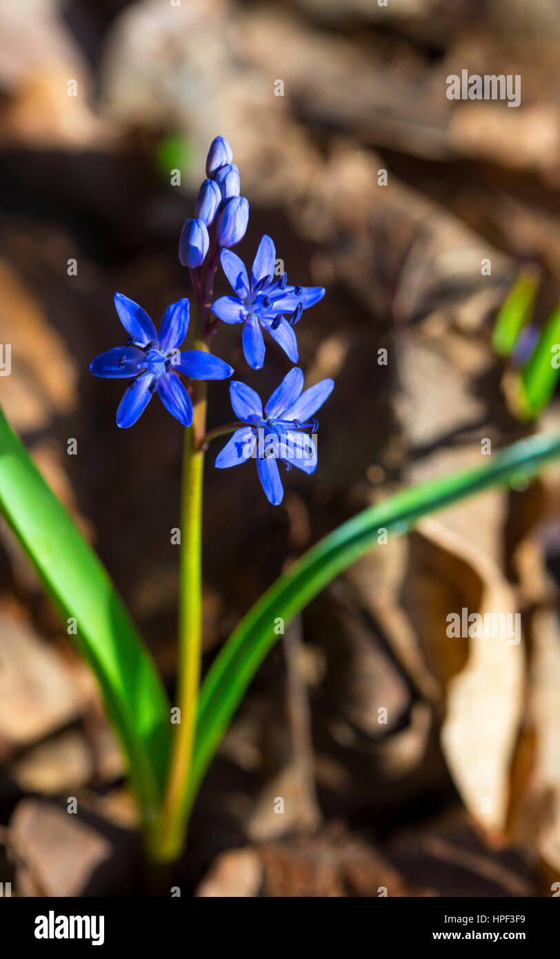 Beautiful blue squill closeup Stock Photo - Alamy