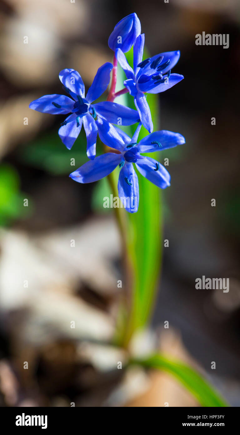 Beautiful blue squill closeup Stock Photo - Alamy