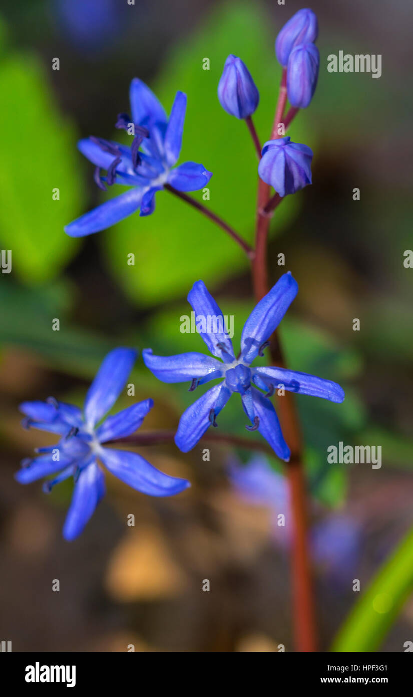 Beautiful blue squill closeup Stock Photo - Alamy