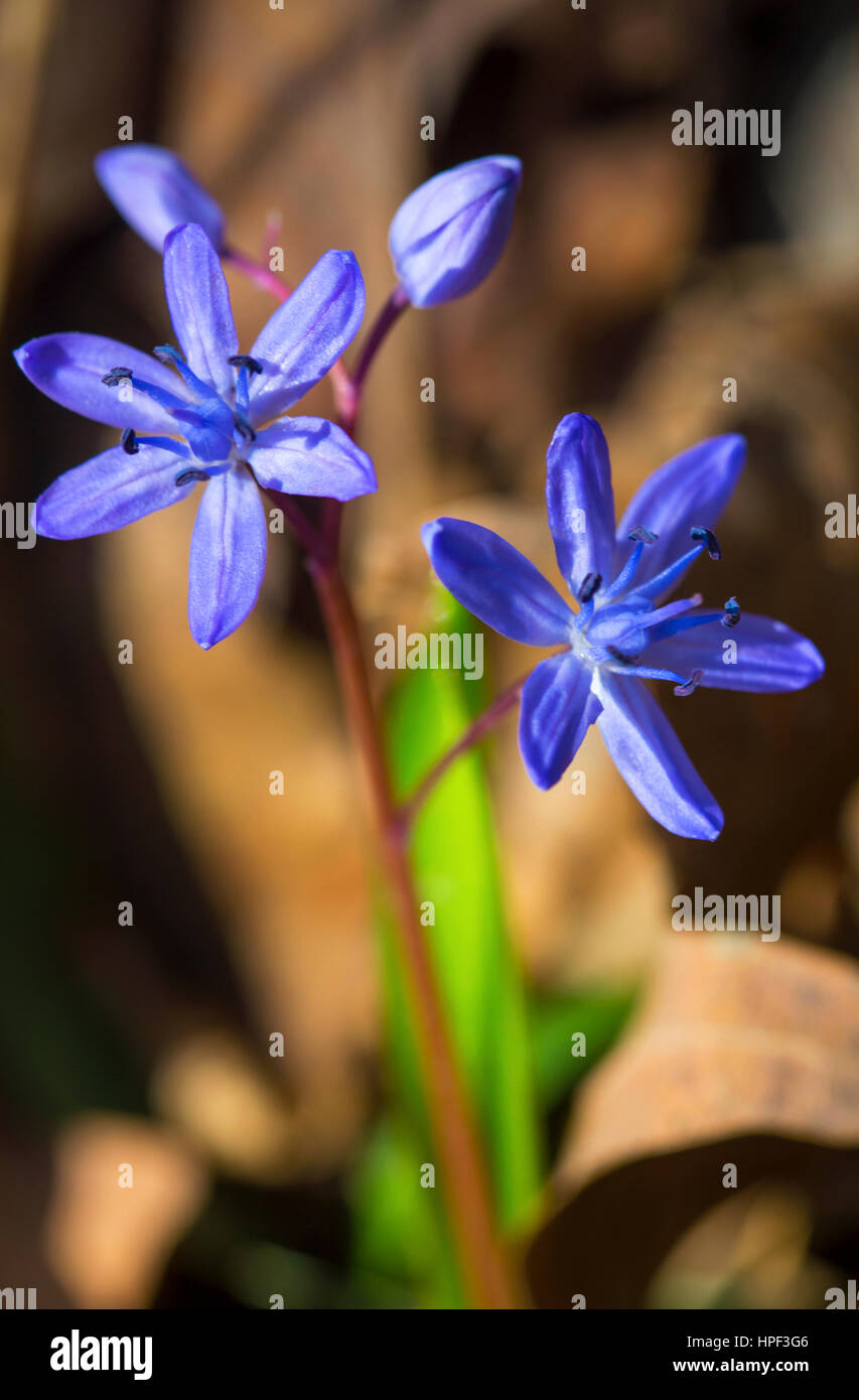 Beautiful blue squill closeup Stock Photo - Alamy