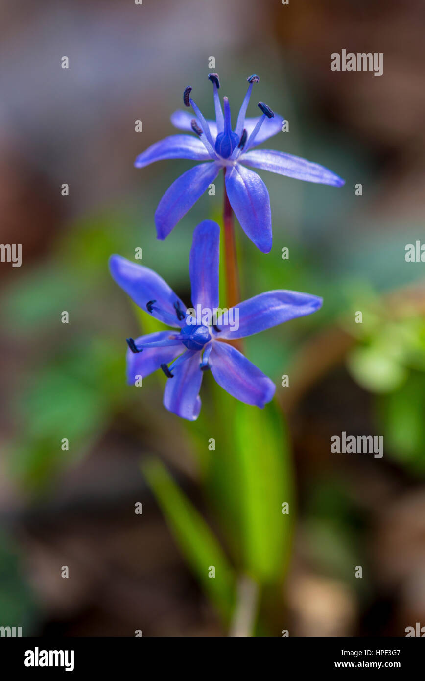 Beautiful blue squill closeup Stock Photo - Alamy