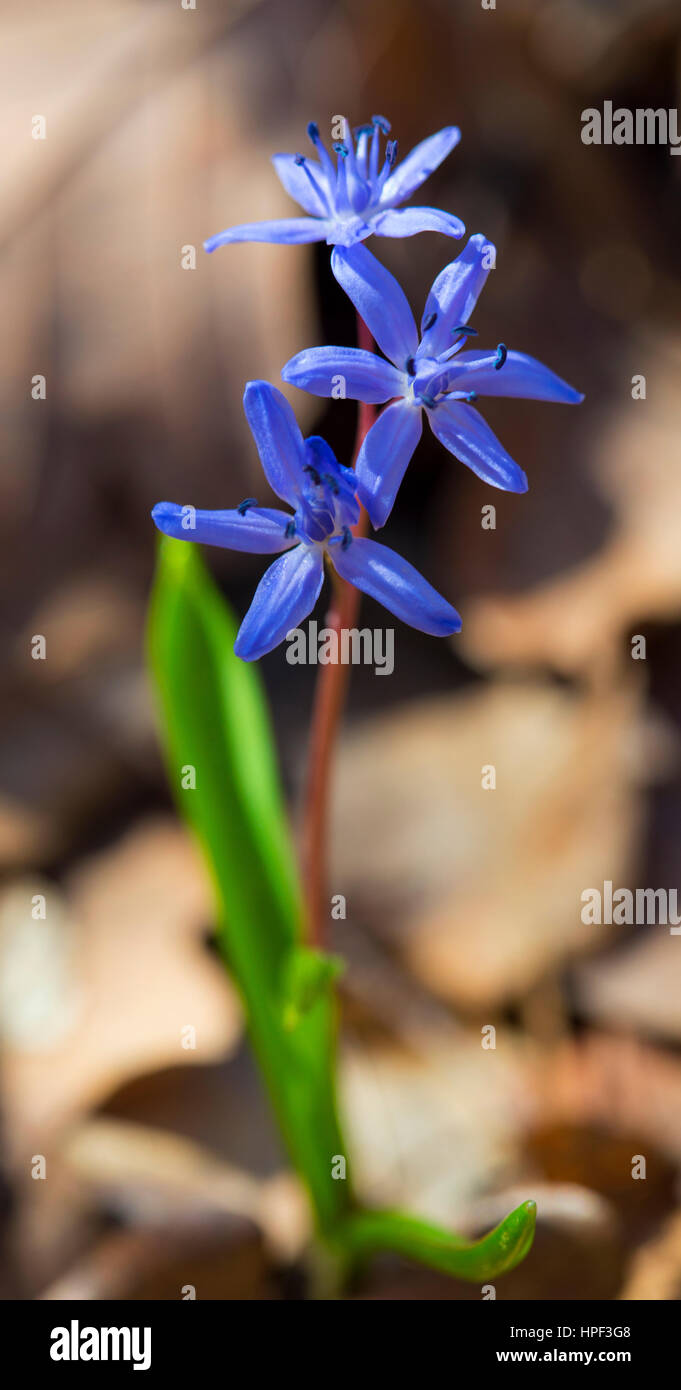 Beautiful blue squill closeup Stock Photo - Alamy