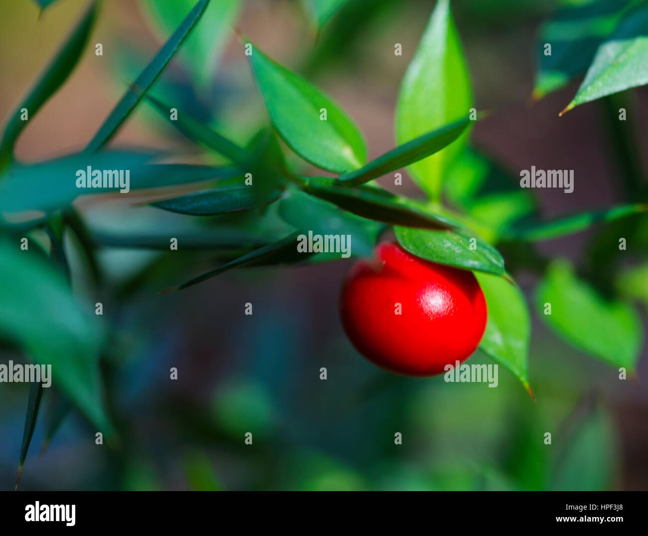 Fresh green plant with red berry closeup Stock Photo - Alamy