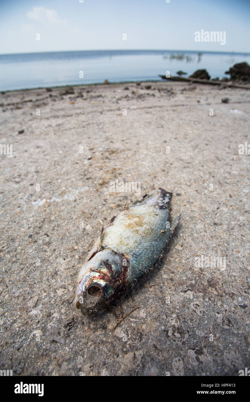 Lake Okeechobee dead fish on the shoreline due to blue green algae ...